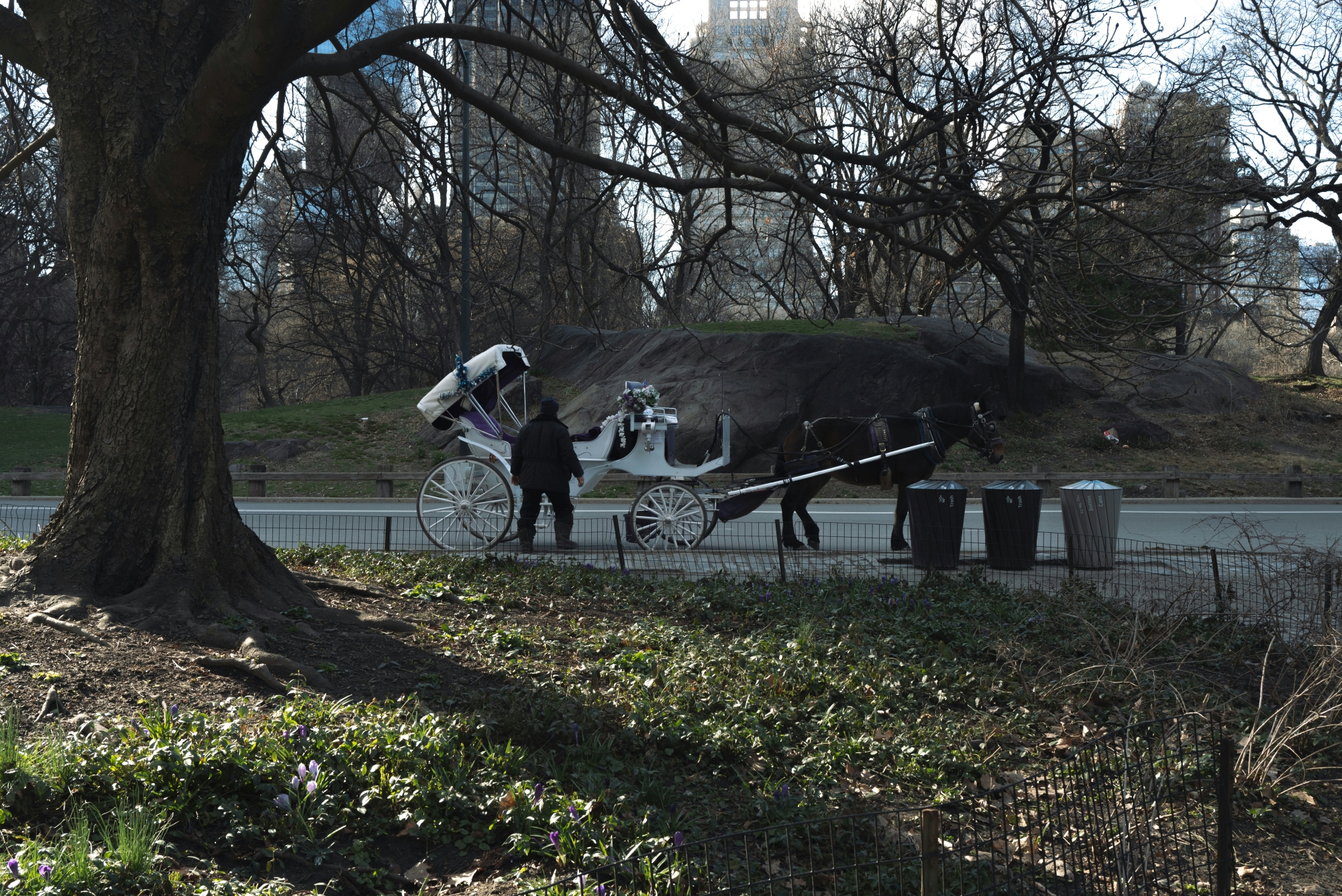 NYC Council to hold hearing on Ryder's Law after fatal Central Park ...